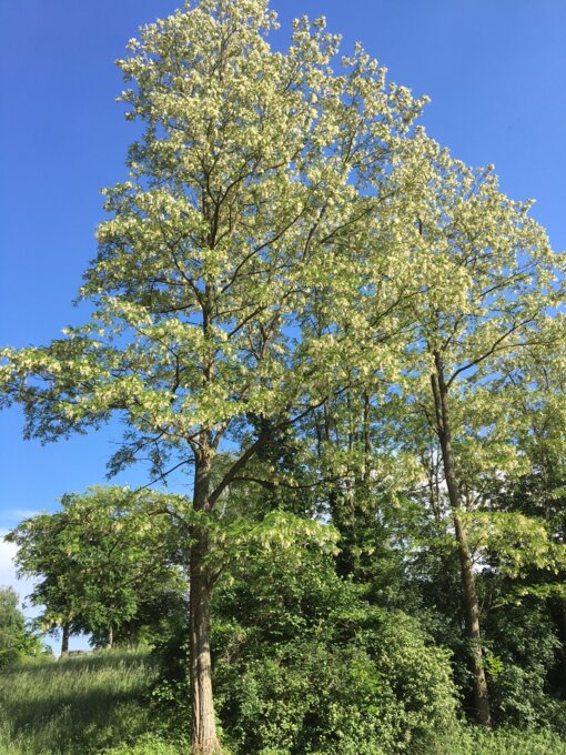 Robinie Bäume und Ihre Verwendung